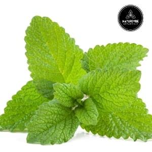 1lb lemon balm for daily nutrition