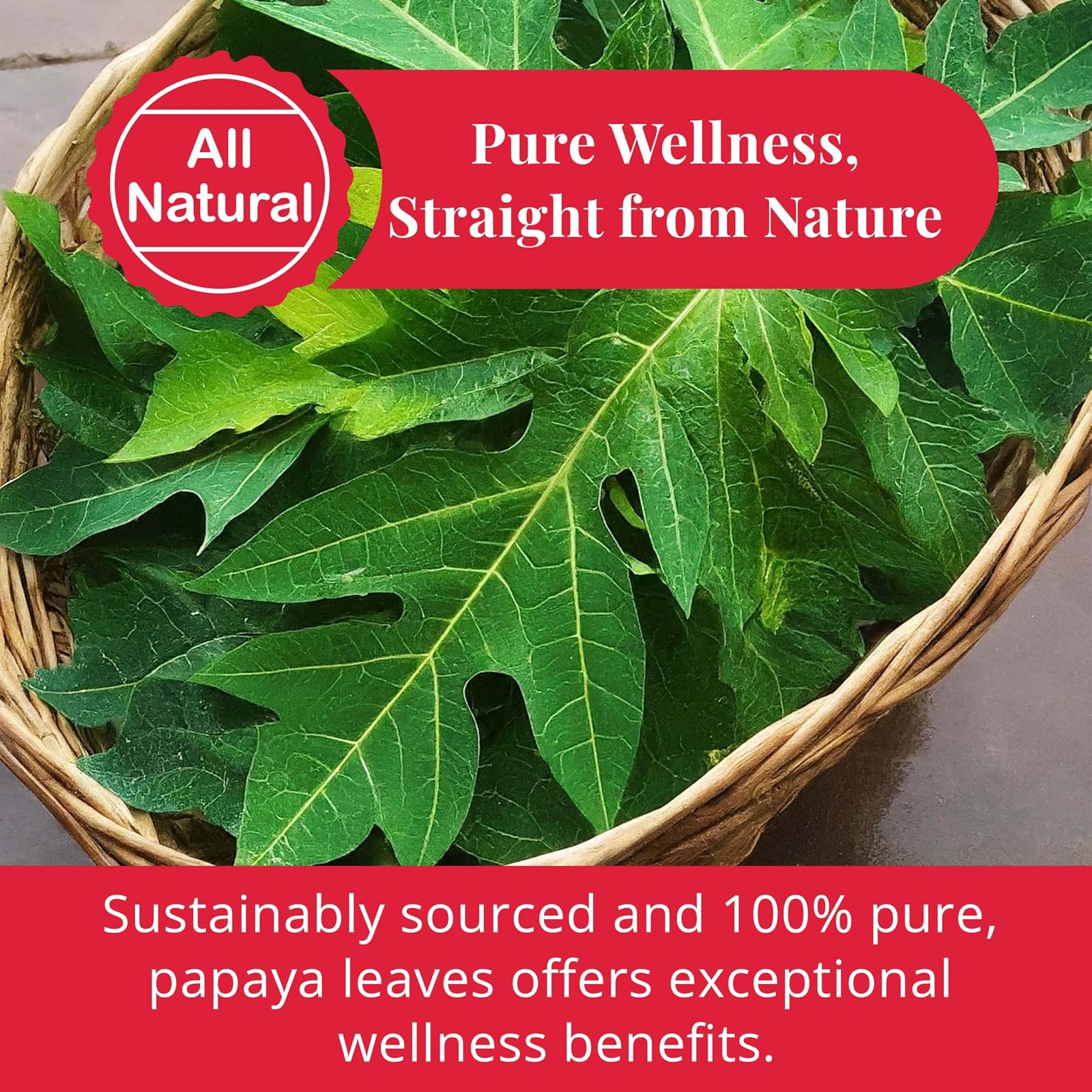 2.6 oz papaya leaf tea pack