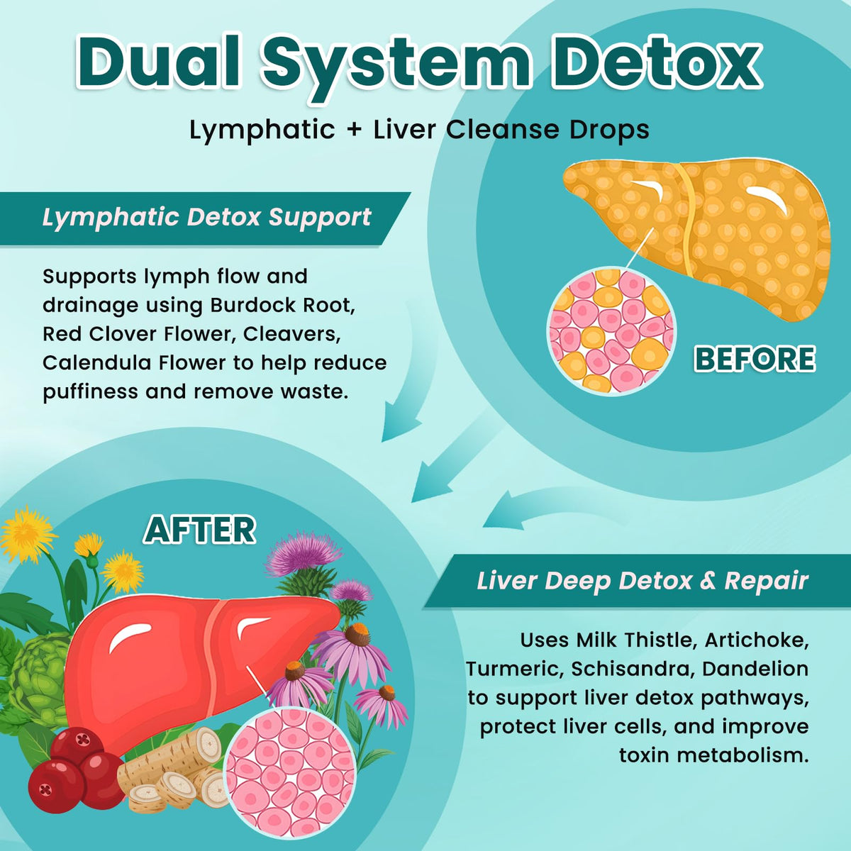2 Fl Oz lymphatic drainage formula