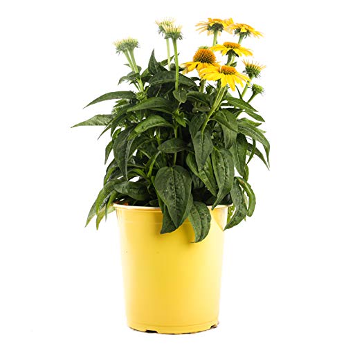 2 gallon coneflower for herbal remedies