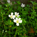 200 capsules of Bacopa Monnieri extract