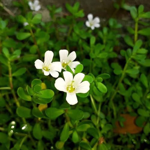 200 capsules of Bacopa Monnieri extract