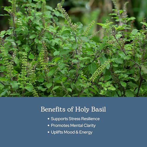 200 mg holy basil for optimal health
