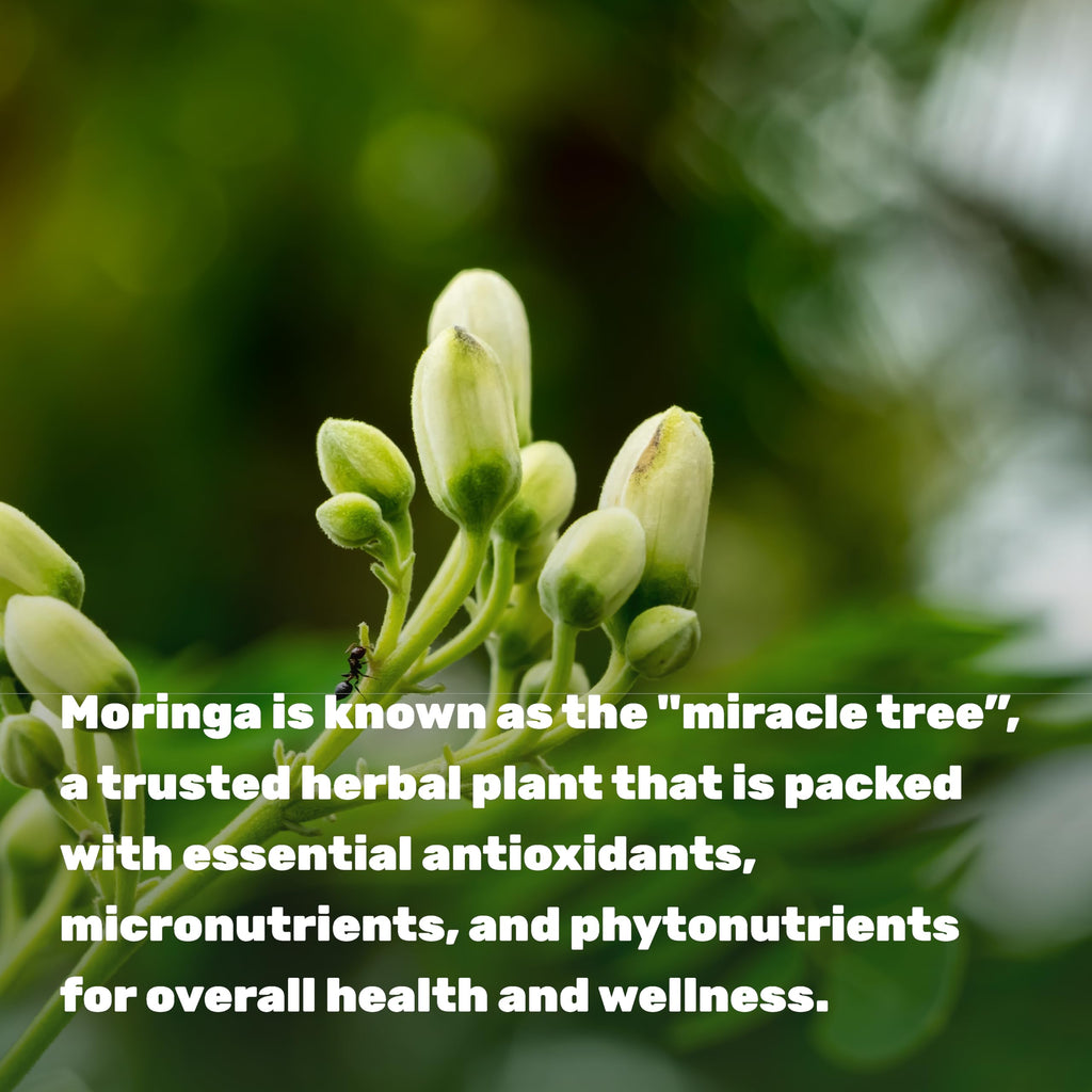 240 count moringa capsule supply