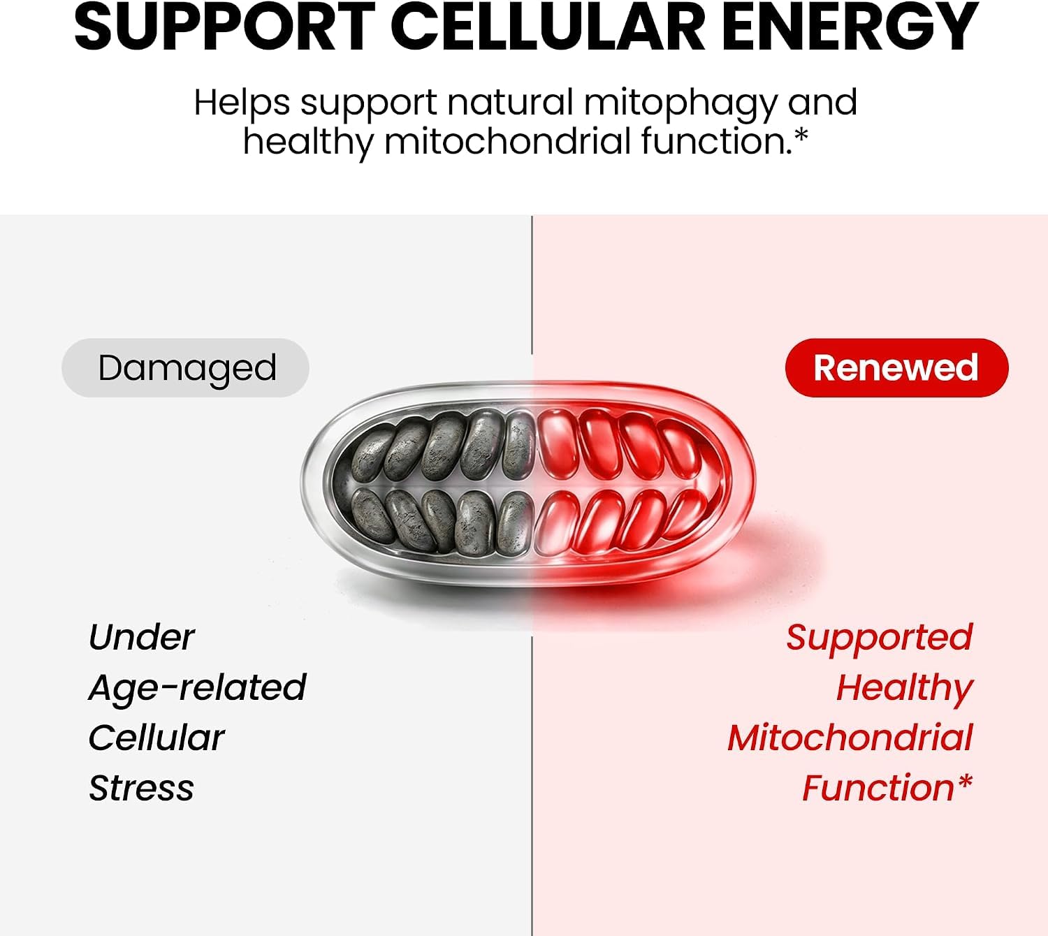 240 softgels for daily wellness