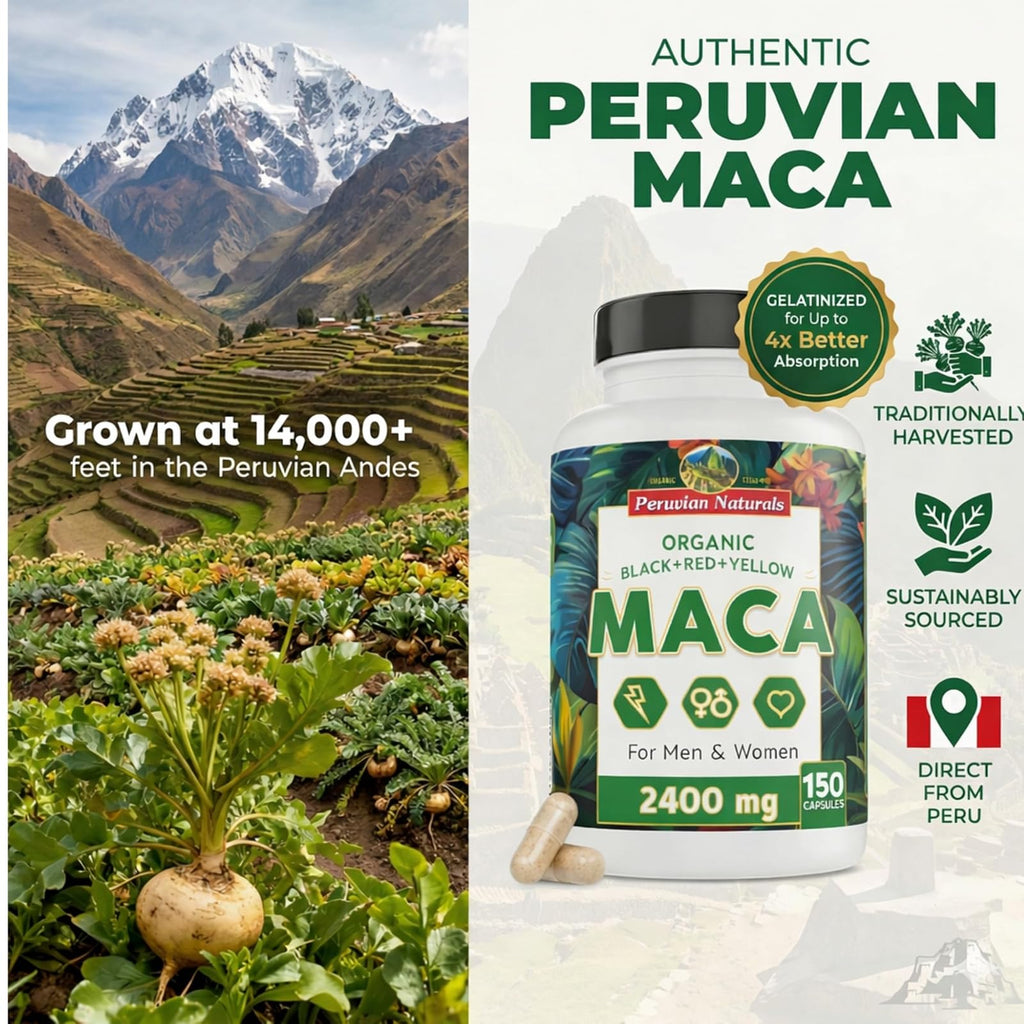 2400 mg maca root benefits