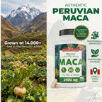 2400 mg maca root benefits