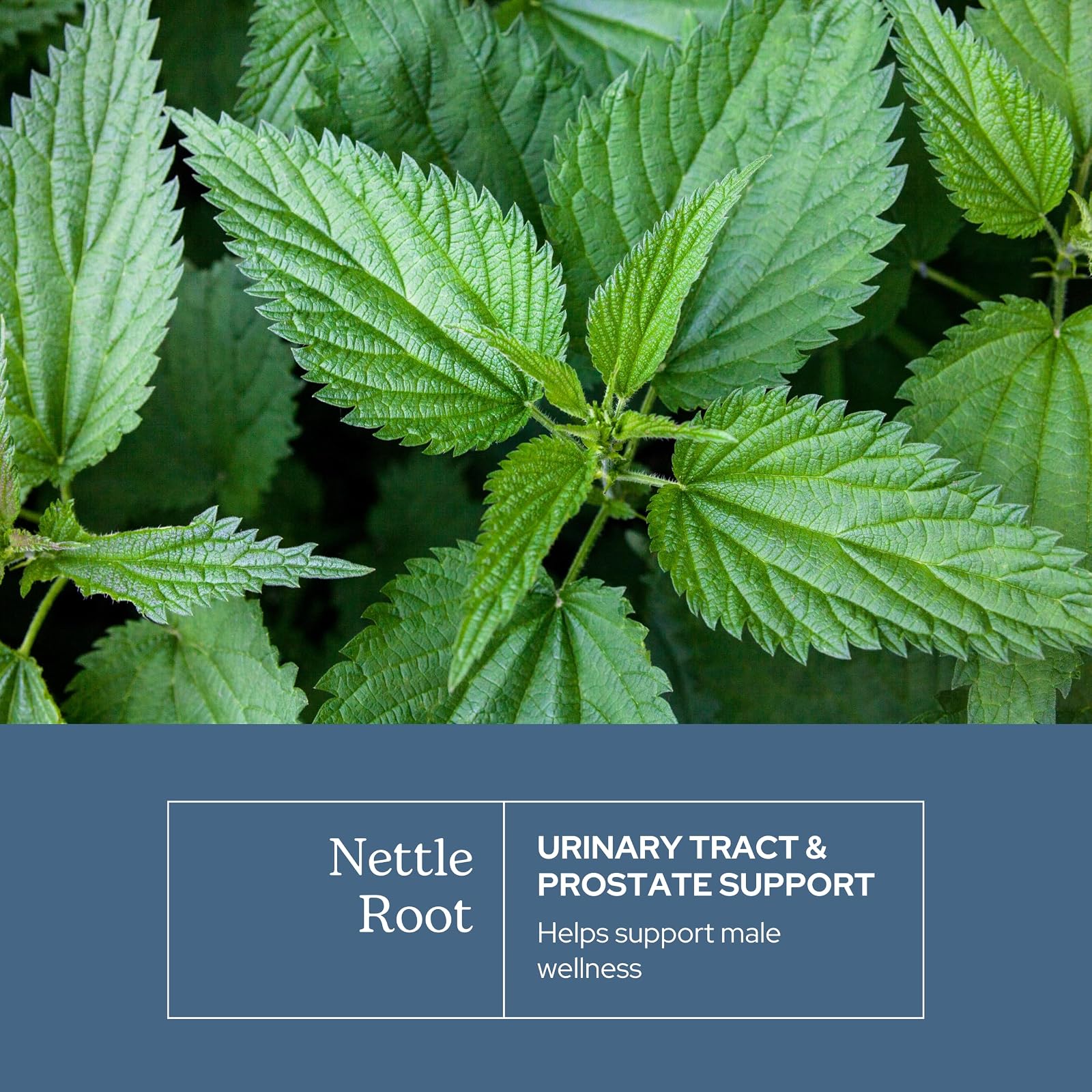 250 mg nettle root for wellness