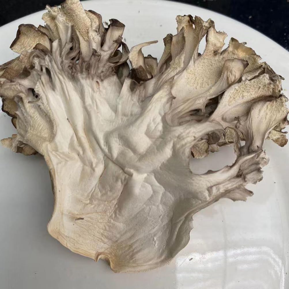 250g Maitake mushroom health boost