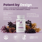 2600 mg elderberry sea moss blend