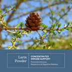 3 oz larix powder for immune support