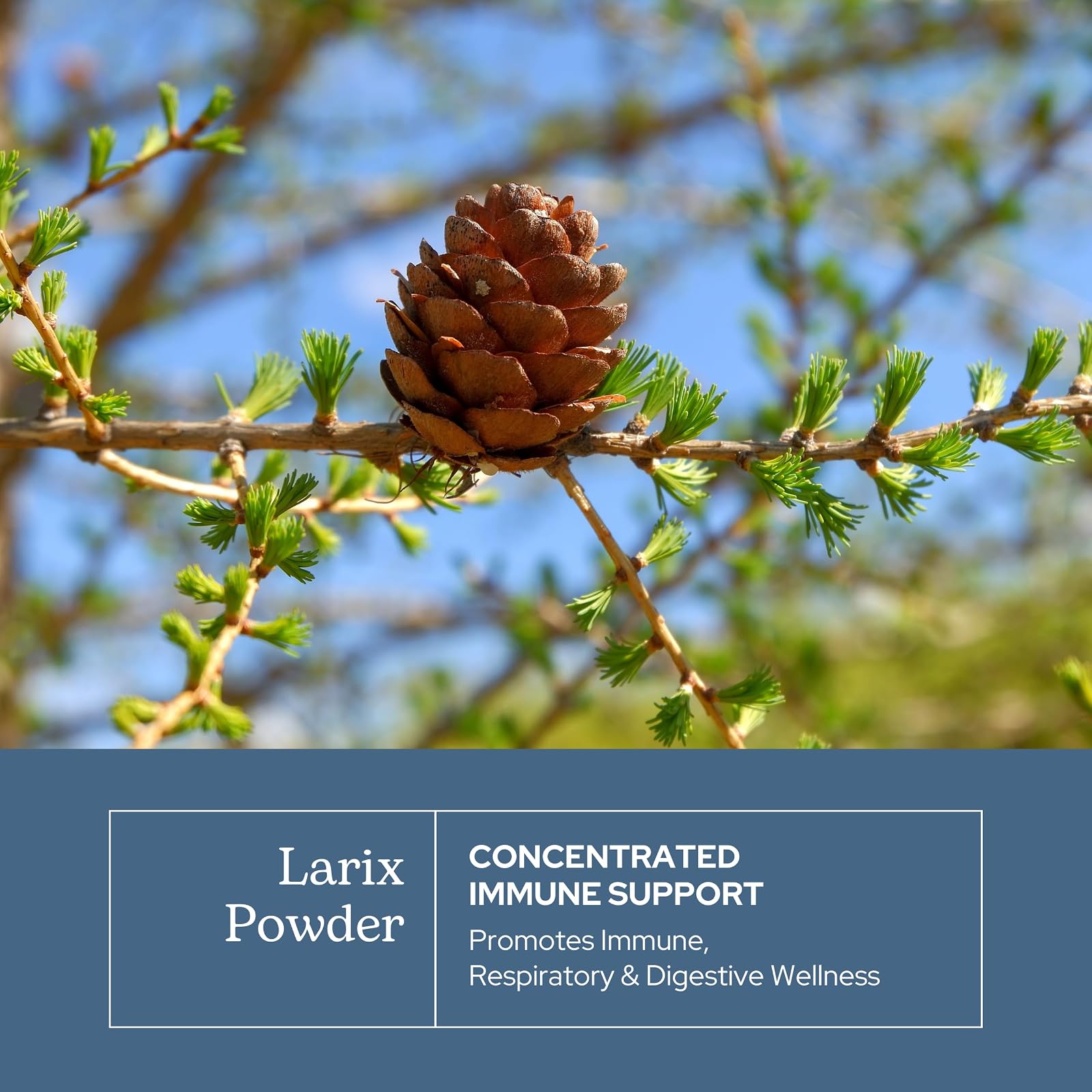 3 oz larix powder for immune support