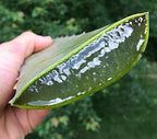 3 pounds of aloe vera goodness