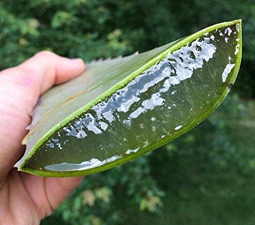 3 pounds of aloe vera goodness
