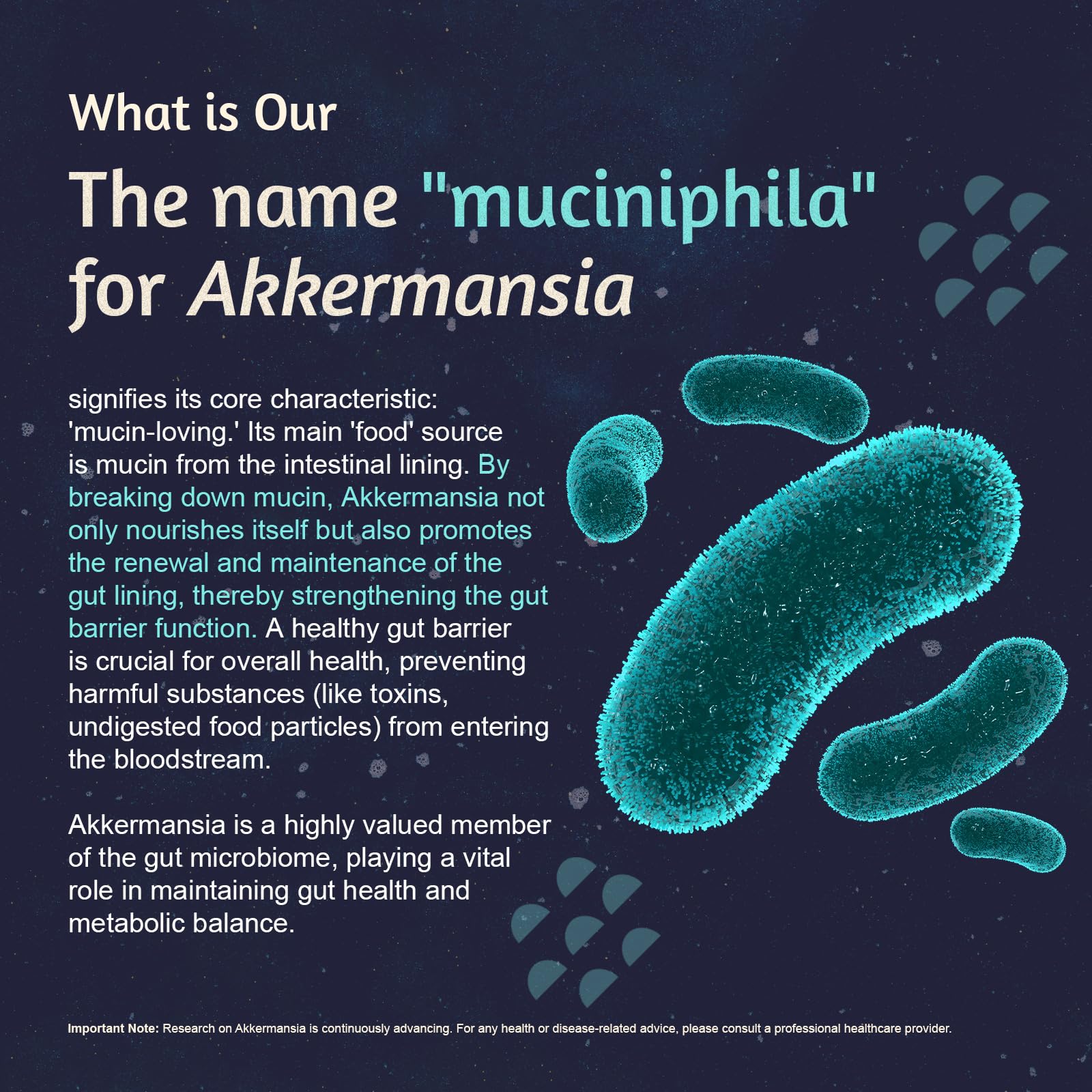 30 capsules of Akkermansia prebiotics