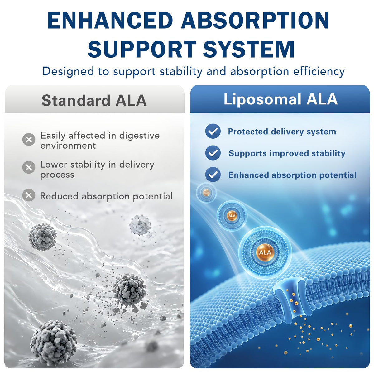 30 capsules of Liposomal Alpha Lipoic Acid