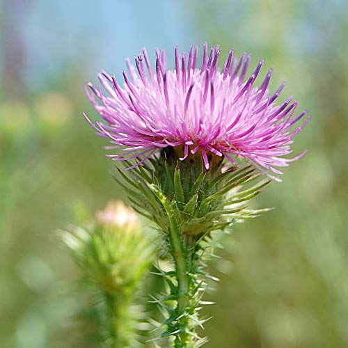 30 count milk thistle supplement pack