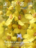 30 Count TeeLux Mullein Tea Bags for convenience