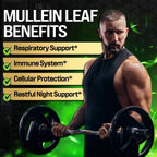 30 day supply of mullein extract