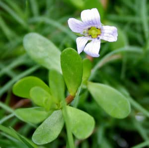 30 grams of bacopa monnieri extract powder