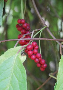 30 grams of Schisandra berry extract