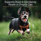 30 mg CoQ10 for heart health