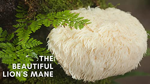 30 servings of brain-boosting mushrooms