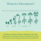 30 servings of broccoli microgreens