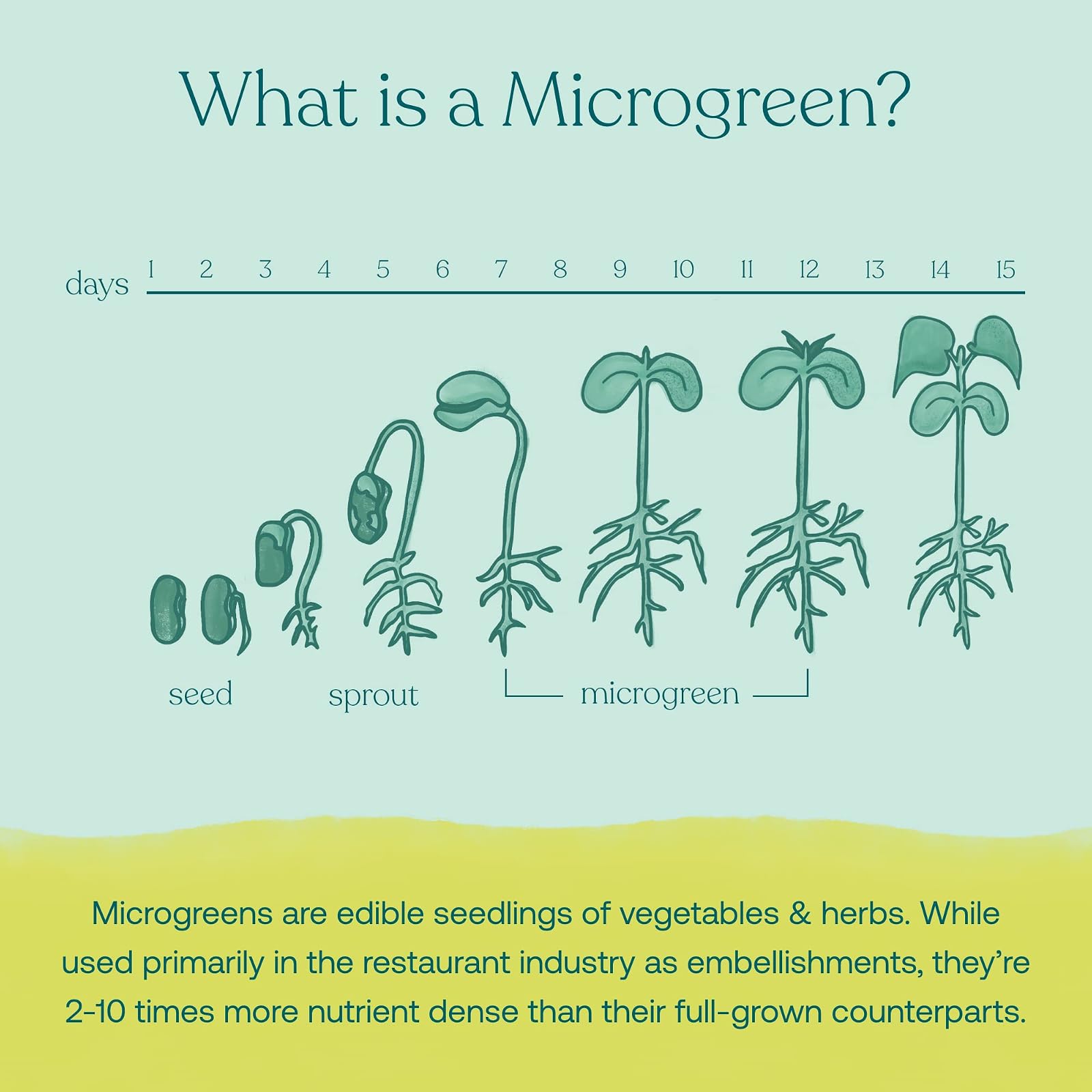 30 servings of broccoli microgreens