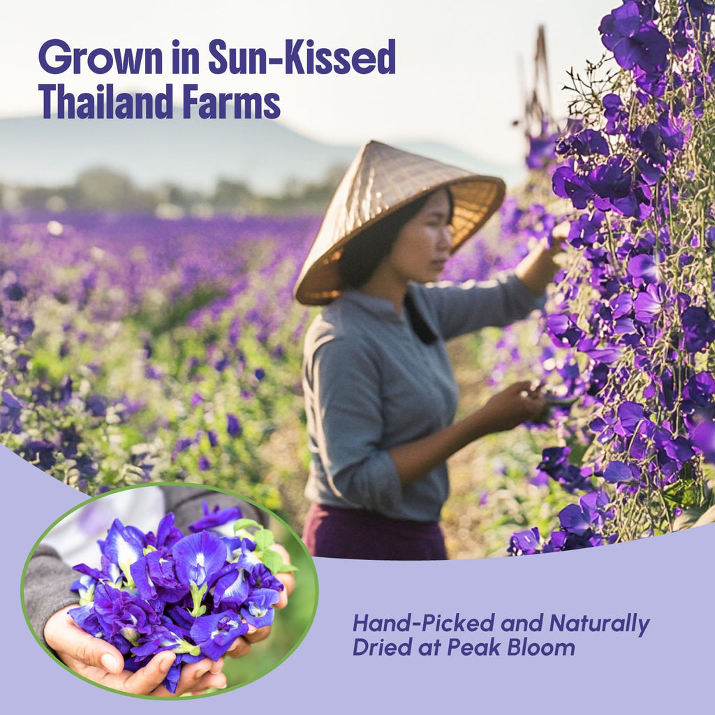 300+ cups of butterfly pea tea
