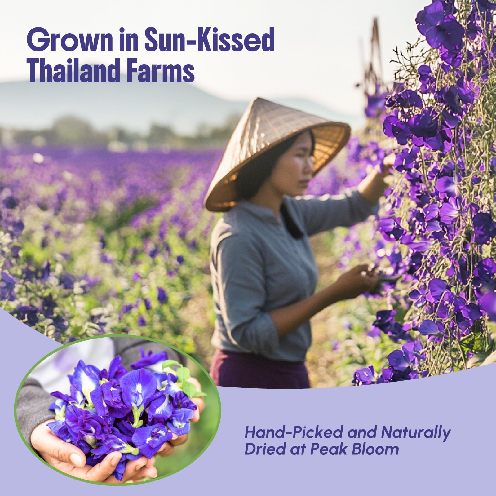 300+ cups of butterfly pea tea