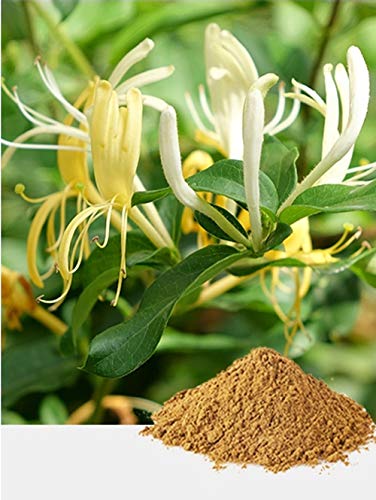 300 grams of pure honeysuckle powder