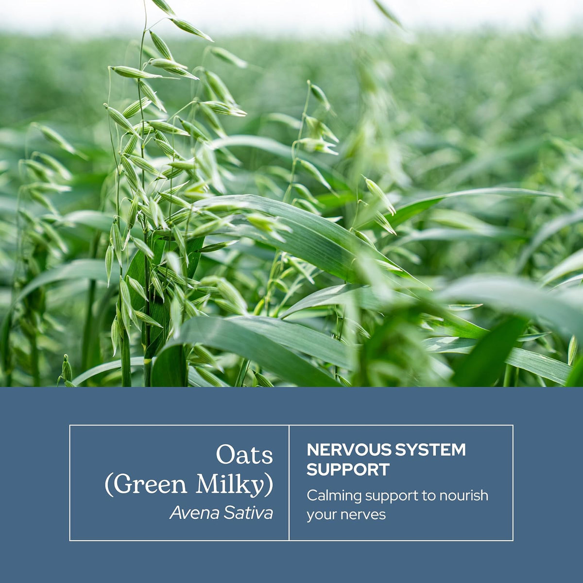 375 mg organic oats supplement