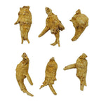 4 oz American ginseng for wellness