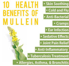 4 oz mullein tea for immunity