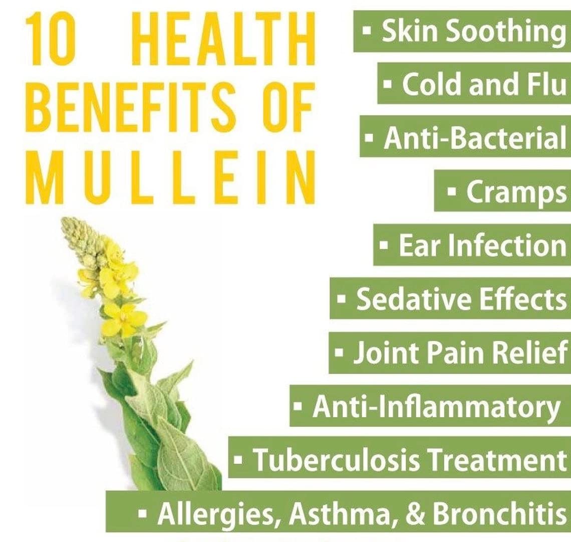 4 oz mullein tea for immunity