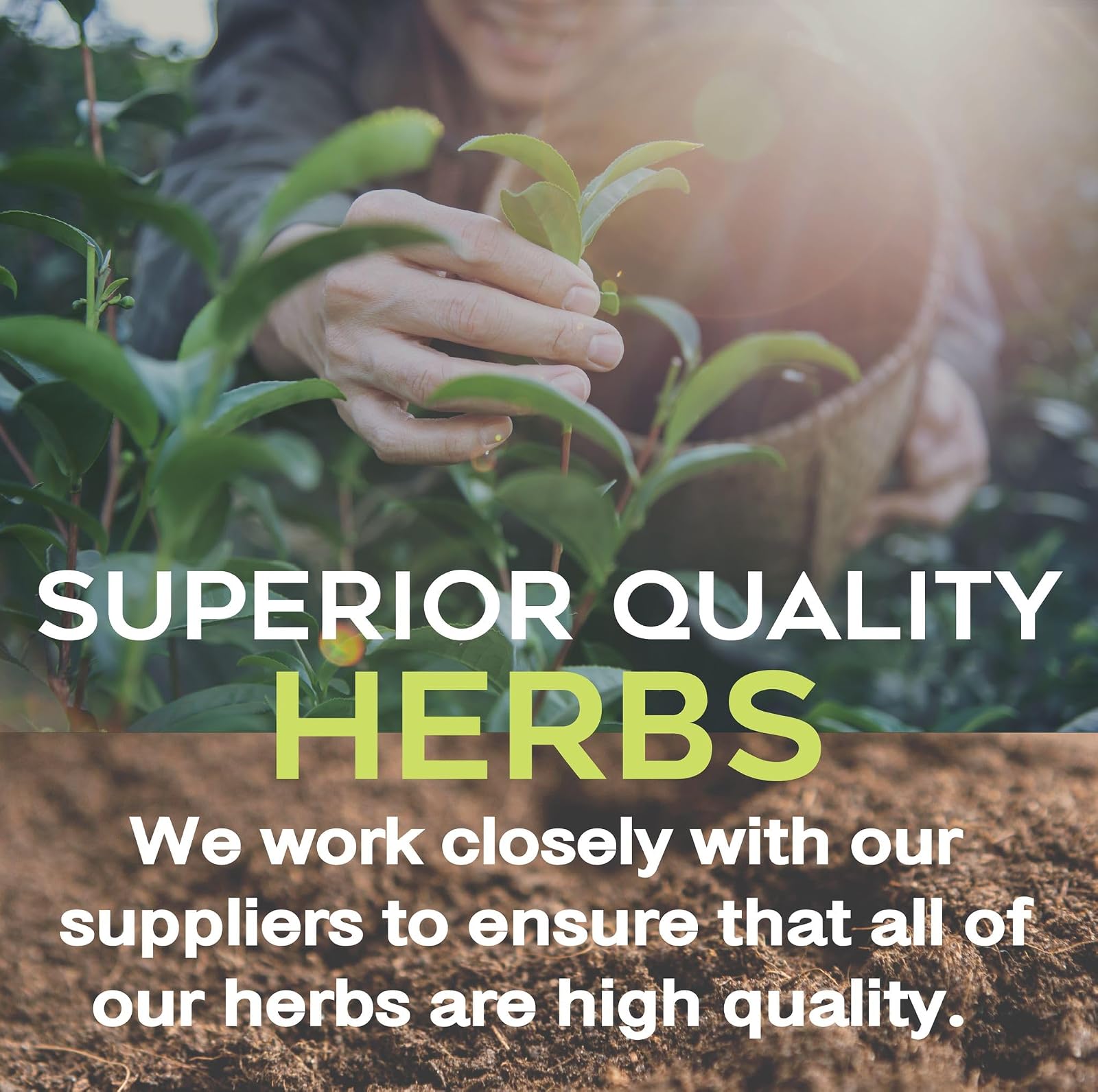 4 oz Tlachichinole herbal infusion benefits