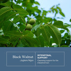 400 mg black walnut for cleansing