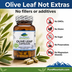 400 mg olive leaf extract benefits