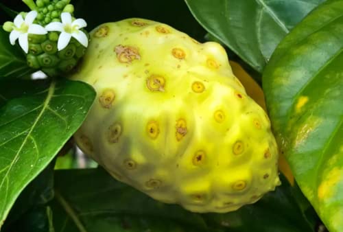 4oz Hawaiian noni for daily health