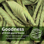 5.2 oz dried guava leaves package