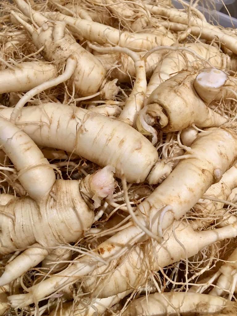 5-year aged ginseng health benefits