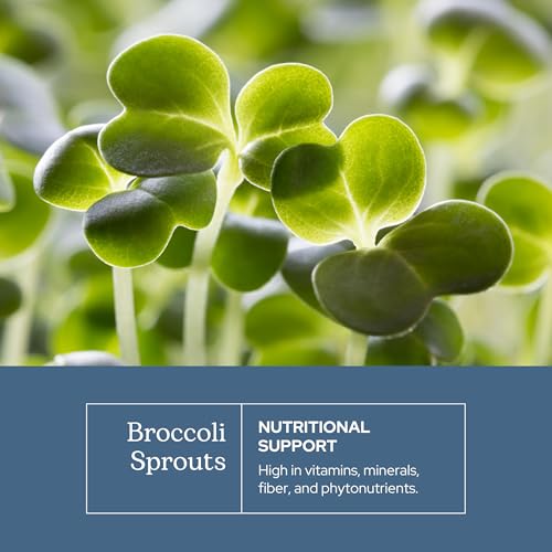 50 count broccoli sprouts health benefits