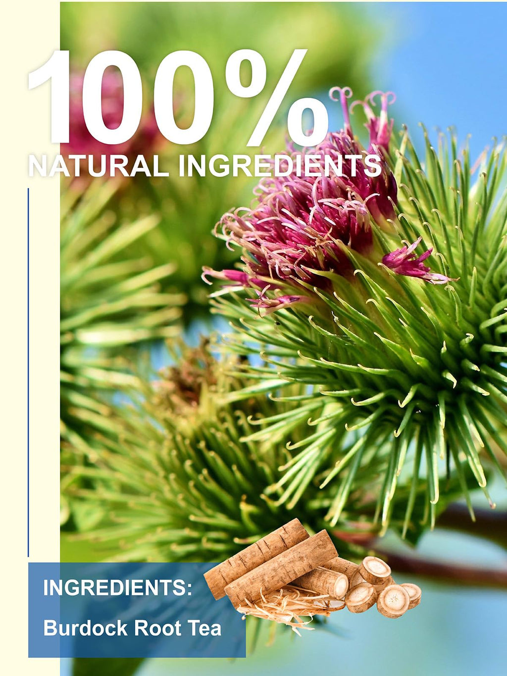 50 count burdock root tea