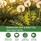 50 count dandelion tea bags for wellness