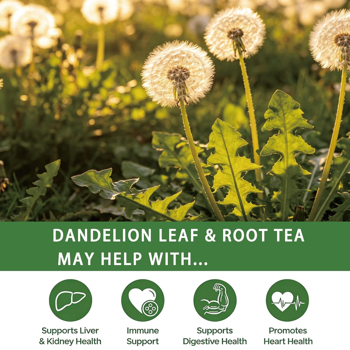 50 count dandelion tea bags for wellness