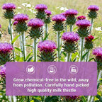 50 count milk thistle tea bags