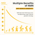 500 mg NMN vitamin B complex supplement