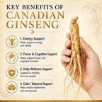 500 mg panax ginseng supplement