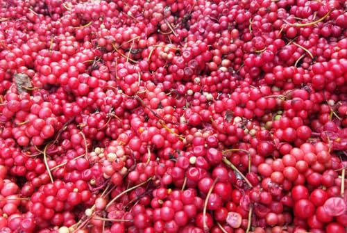 500 mg Schizandra herbal supplement
